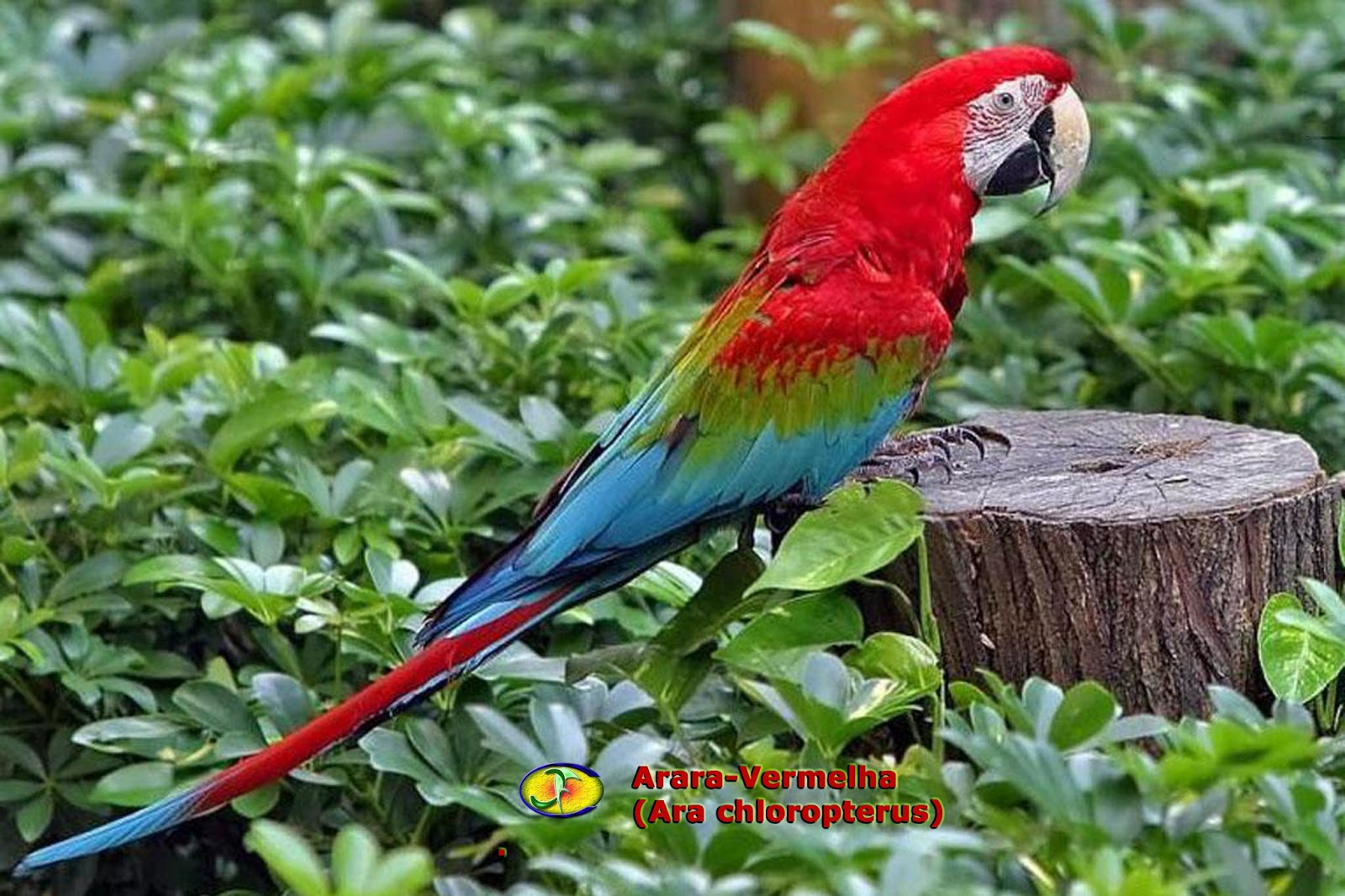 ORNITOLOGIA: Arara-vermelha (Ara chloropterus)