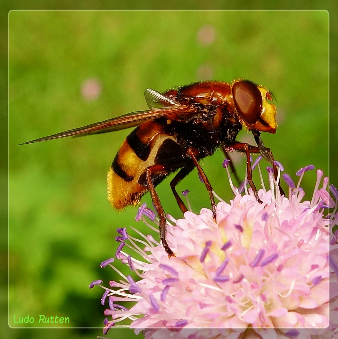 M U G G E N B E E T: De stadsreus op bezoek