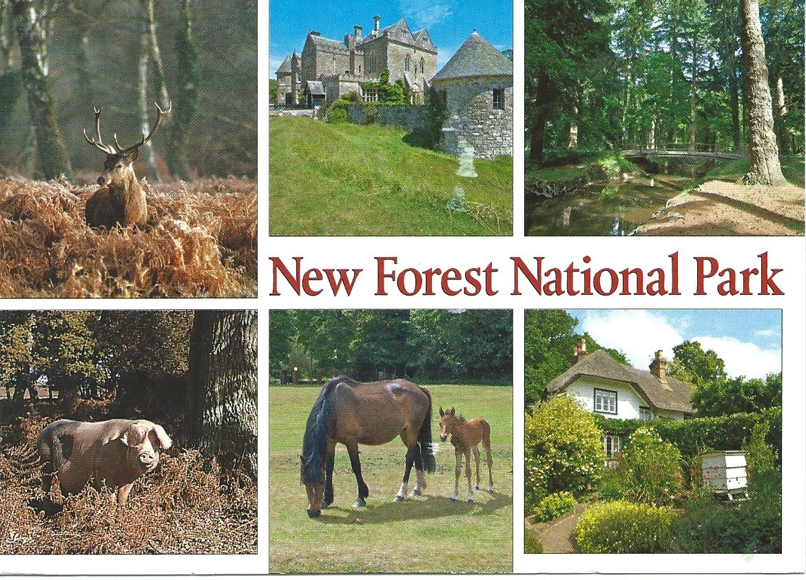 MY POSTCARD-PAGE: UK ~ New Forest National Park