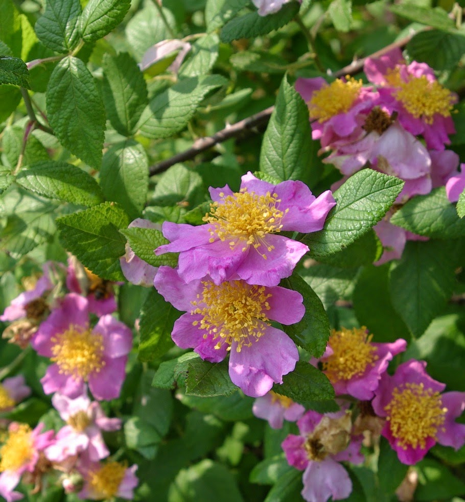 sweetbay: Prairie Roses