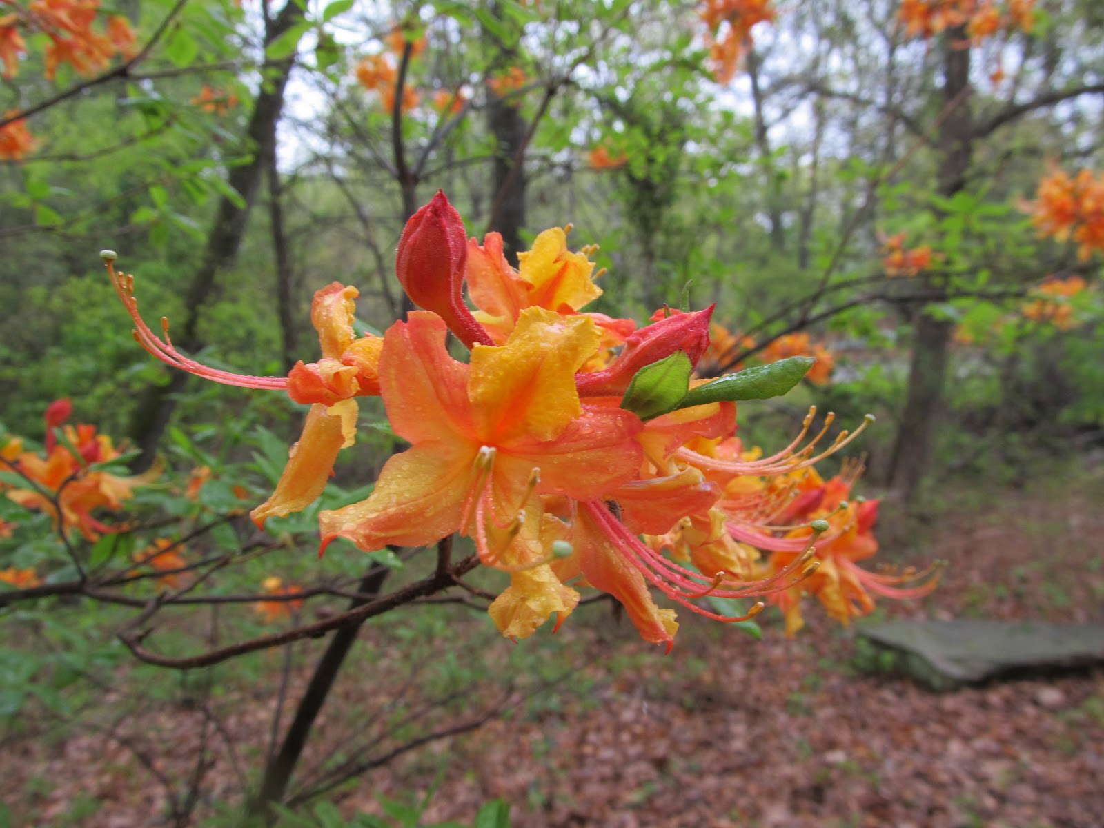 Georgia Girl With An English Heart: Native Azalea At Stone Mountain