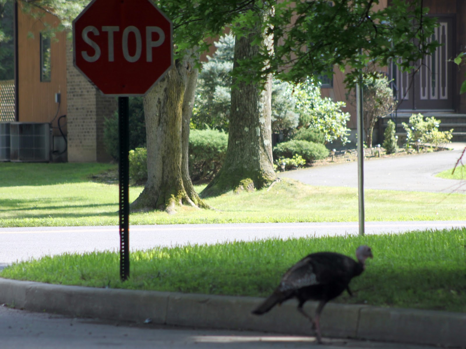 modlandUSA: Cindy Lou Who, Go Back to Whoville...You're Too Early!