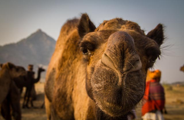 1 of 7: PHOTO FRIDAY: CAMEL FAREWELL
