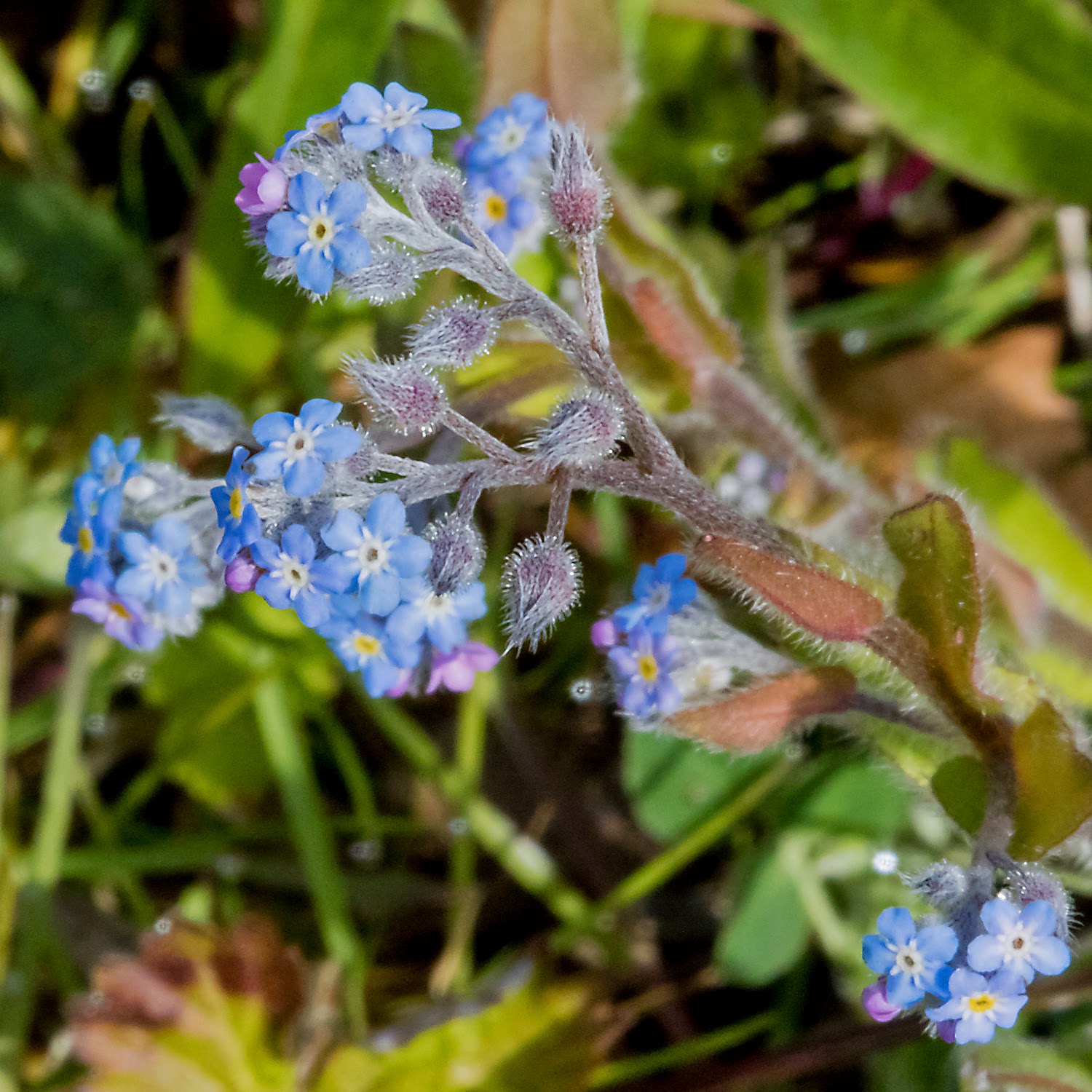 PETER'S PORTFOLIO..............Bird & Wildlife Photography: Field ...