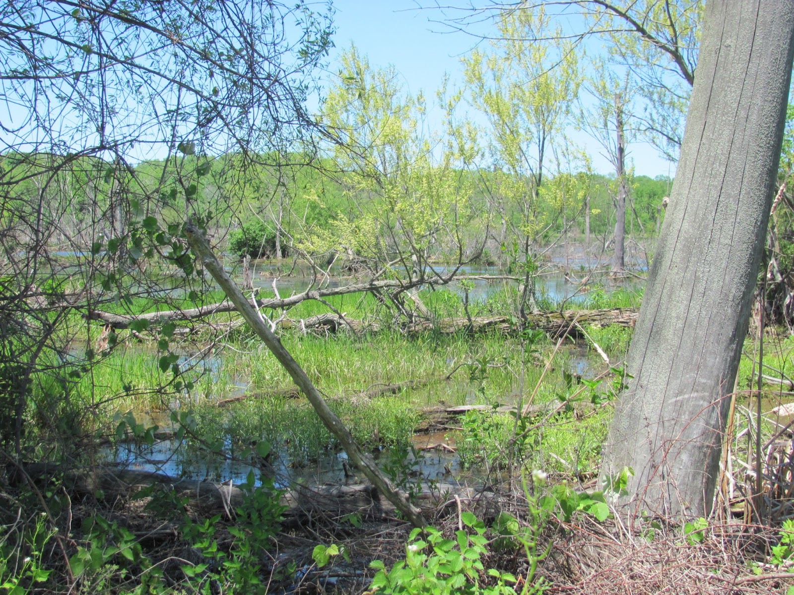 Terri of the Trails: Walking the "Creepy Swamp": the Great Marsh Trail ...