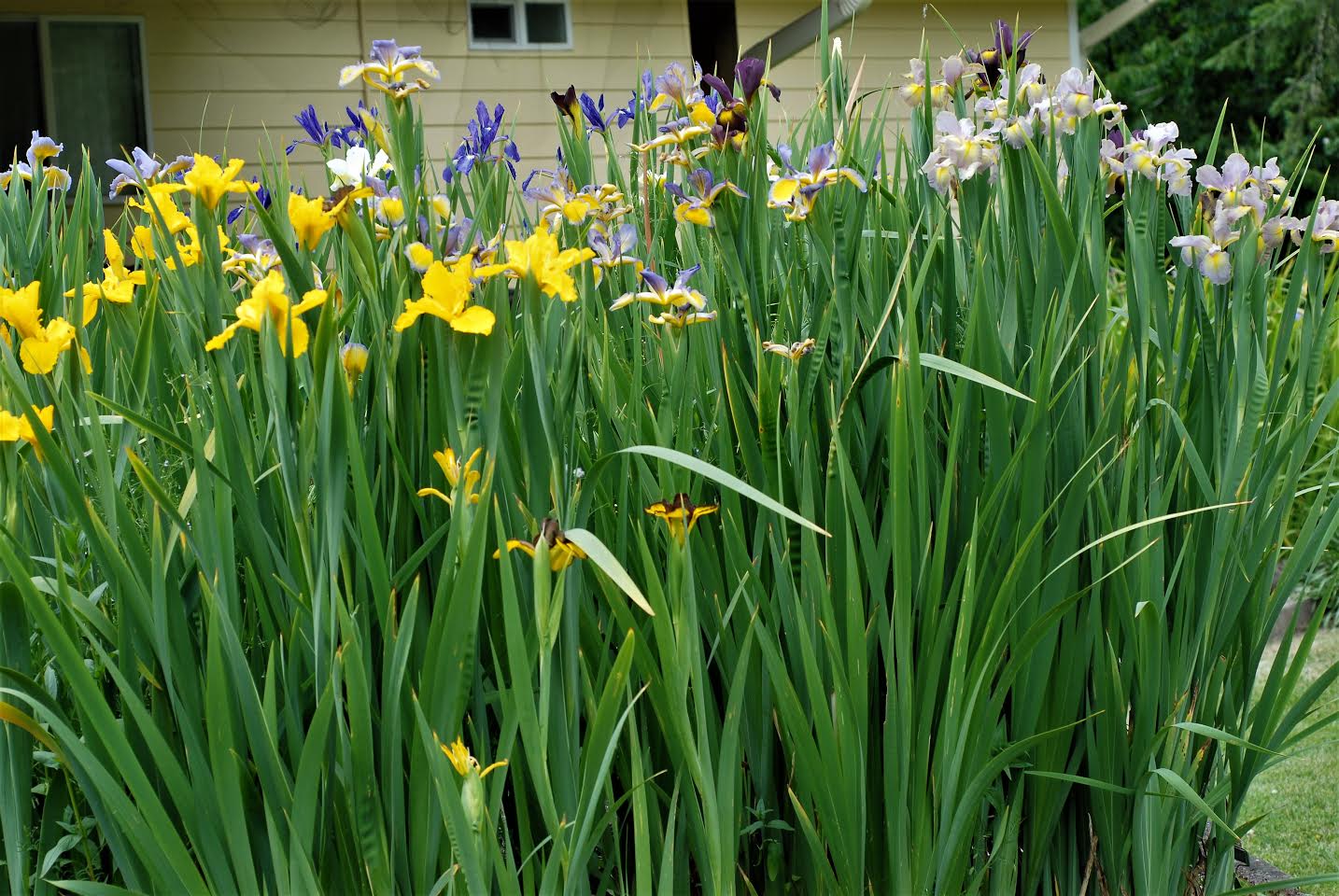 World of Irises: Spurias in Oregon - Part II