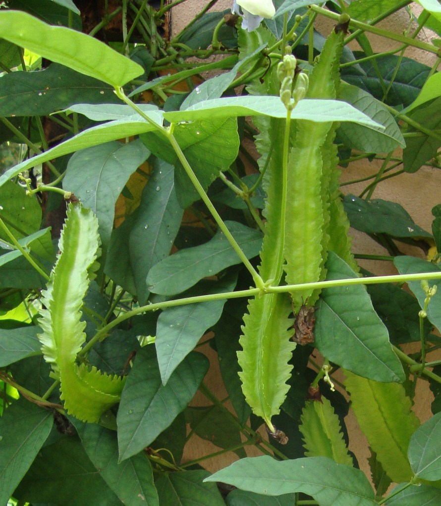 சின்னு ரேஸ்ரி: October 2012