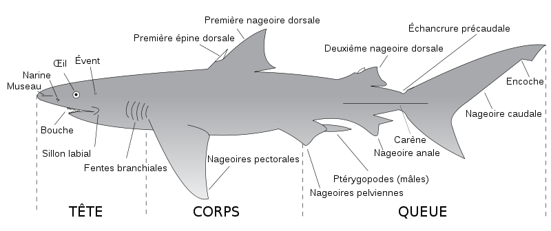 Le Requin