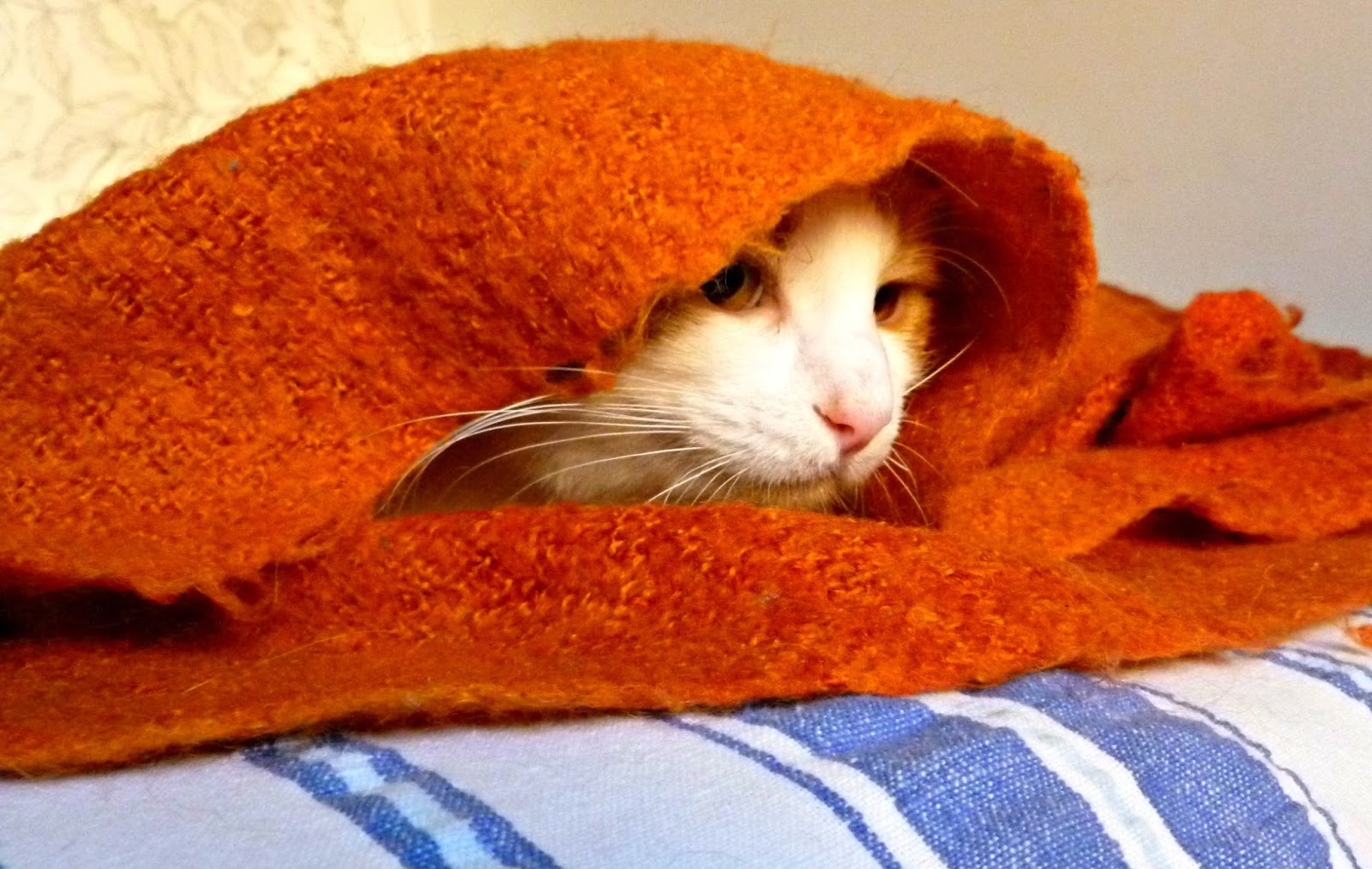 pesci con le ali: Obi-Wan cat