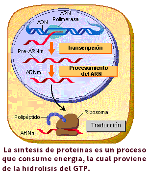 P-12 Para la síntesis de proteínas, que es un proceso endergónico ...