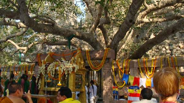 The Bodhi Tree: The tree of Buddha’s Enlightenment - Travel Tourism And ...
