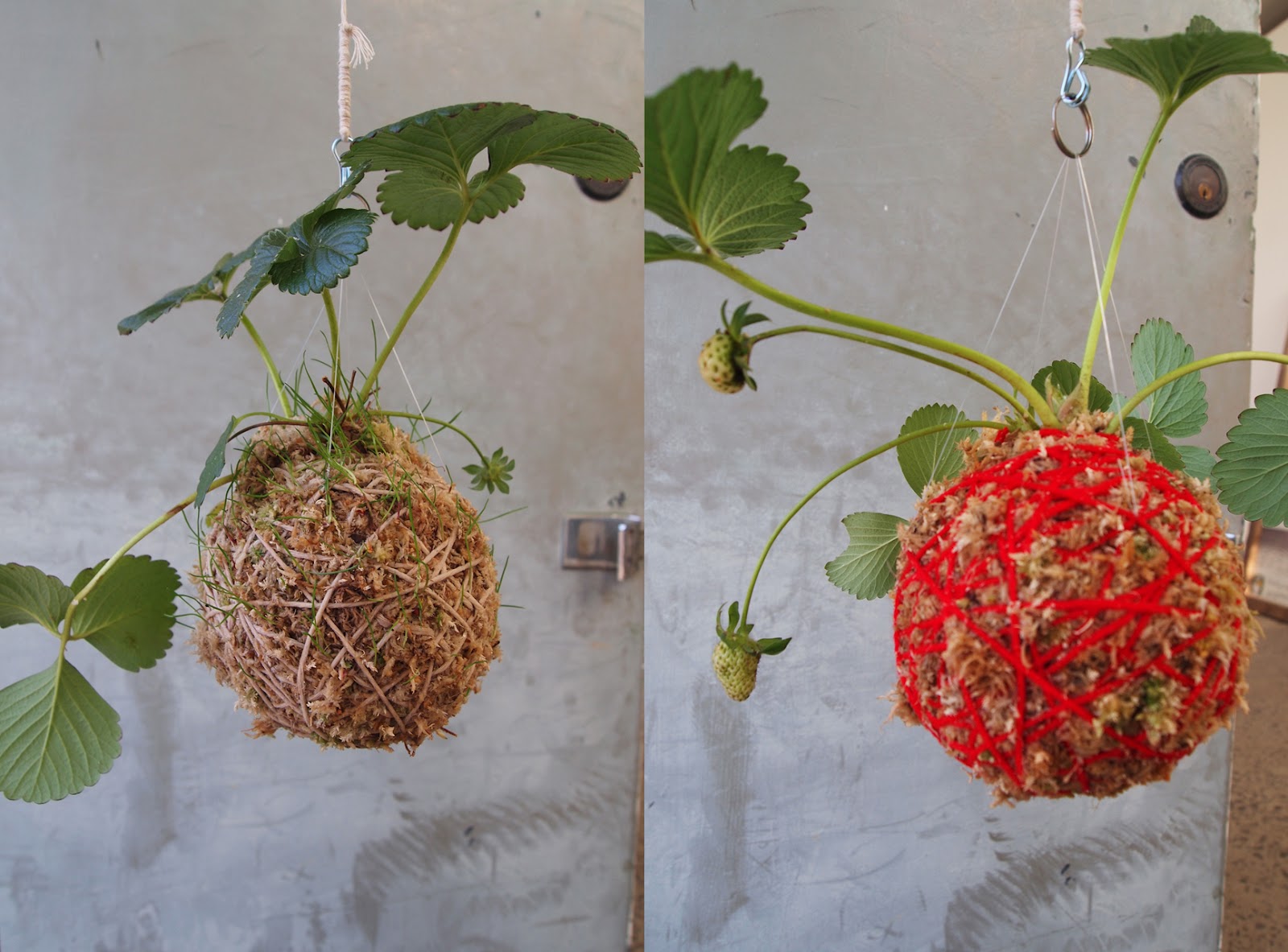 Loop the Loop: New String Gardens