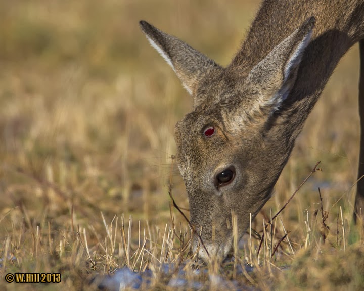 Pennsylvania Wildlife Photographer: Whitetail Buck Sheds Antlers