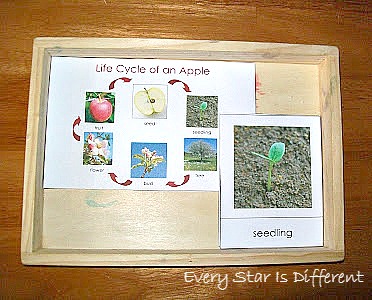 Apple Unit with Free Printables - Every Star Is Different