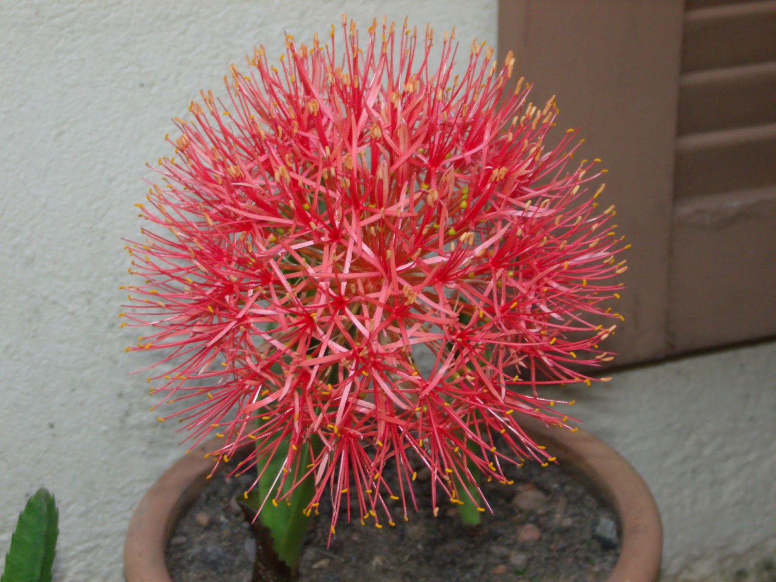 Braz utilidades.: Se meu jardim der flor