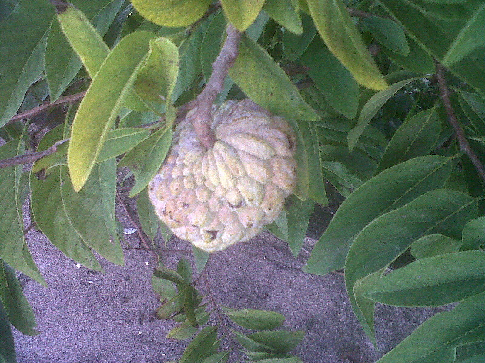 CULTURA, AMBIENTE, FAUNA, FLORA PETENERA Y MAS: EL TZIMUL-SARAMUYO ...