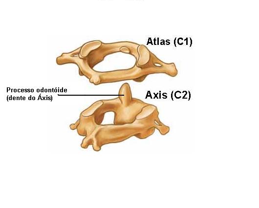 atlas_axis.jpg (530×426) | Joints anatomy, Anatomy bones, Anatomy