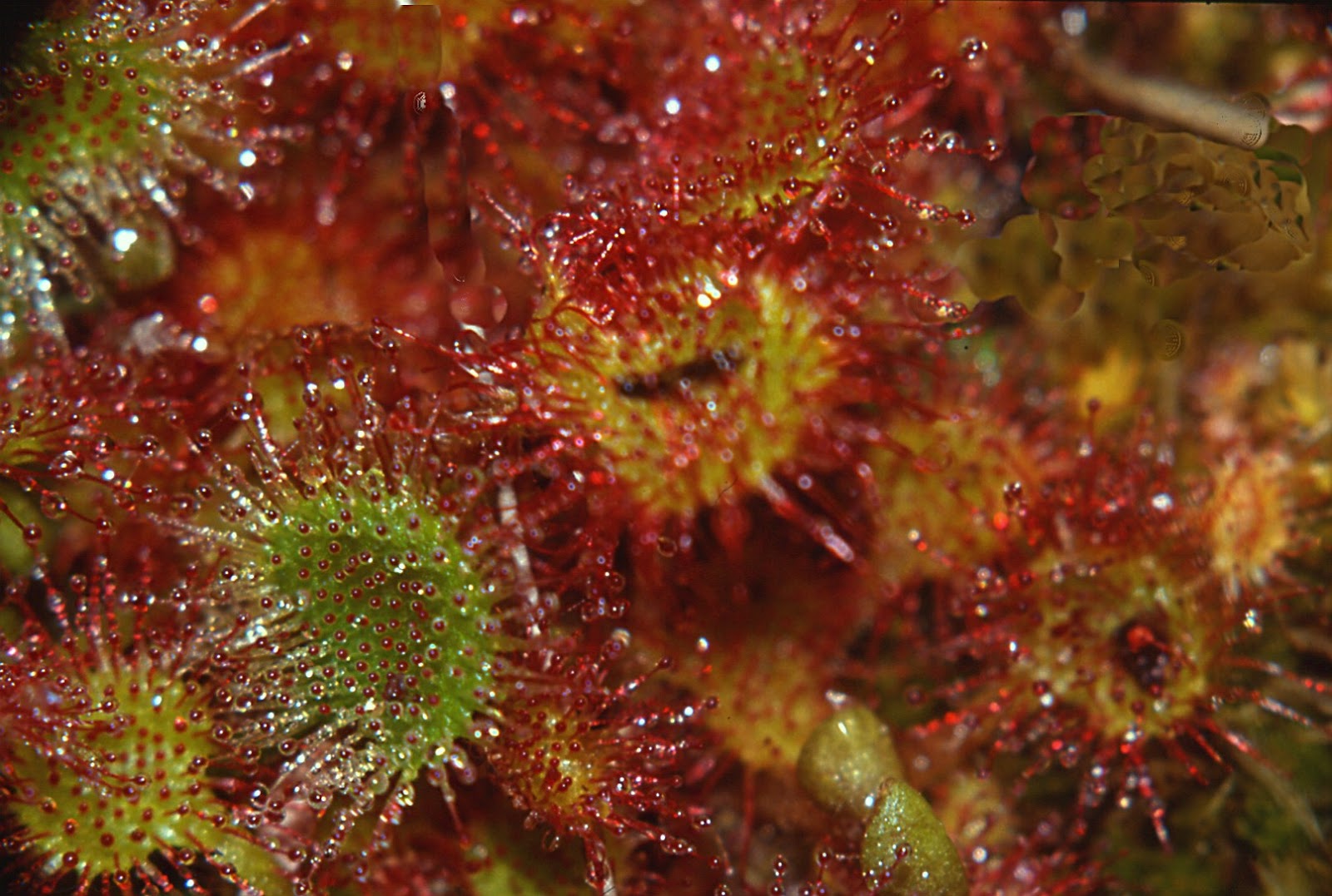 Flora rara piacentina: DROSERA A FOGLIE ROTONDE - Drosera rotundifolia