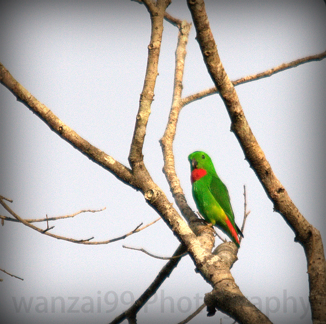 wanzai99 PHOTOGRAPHY: Burung Serindit