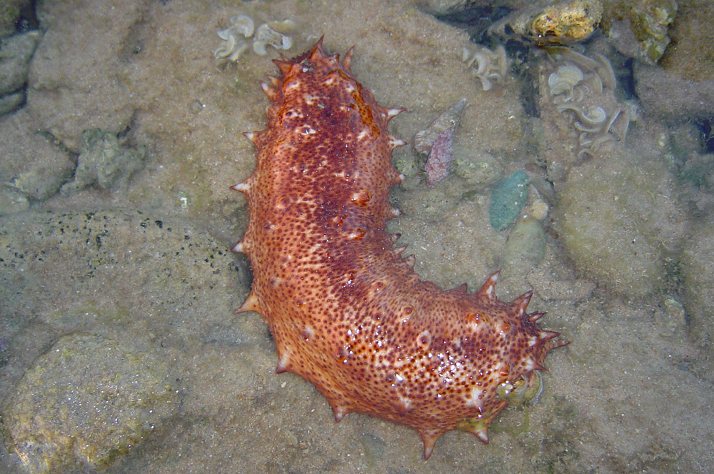 WTF Nature: The Majestic Sea Cucumber