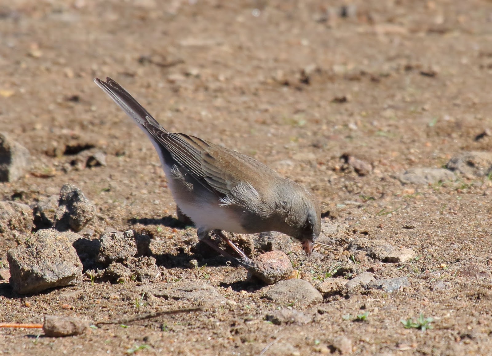 ID: Oregon and Slate-colored forms of Dark-eyed Juncos at Lake Cuyamaca ...