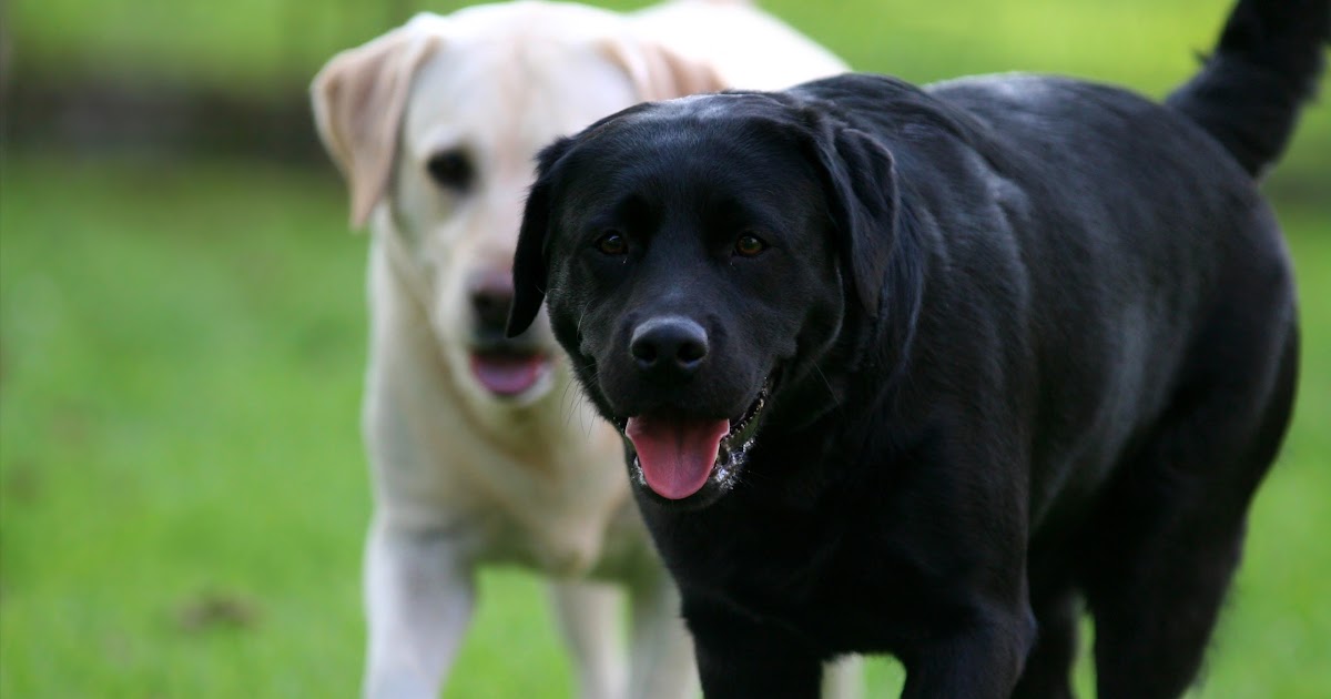 Labrador Retriever | Puppy Love & Me