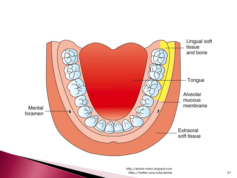 Long Buccal Nerve Block