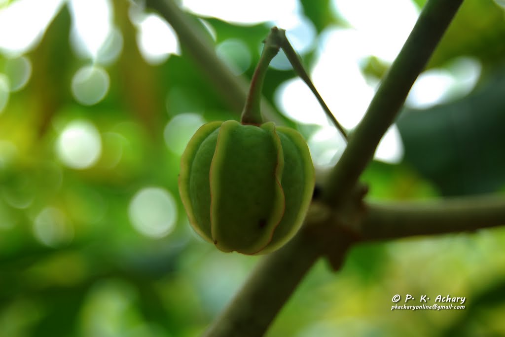 Nature Photos: Tapioca (കപ്പ)