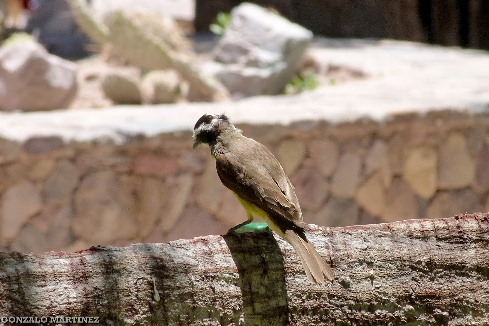 Photography-Fotografía: Aves - Birds