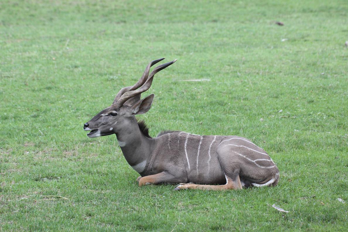 Michigan Exposures: A Warm Day at the Detroit Zoo