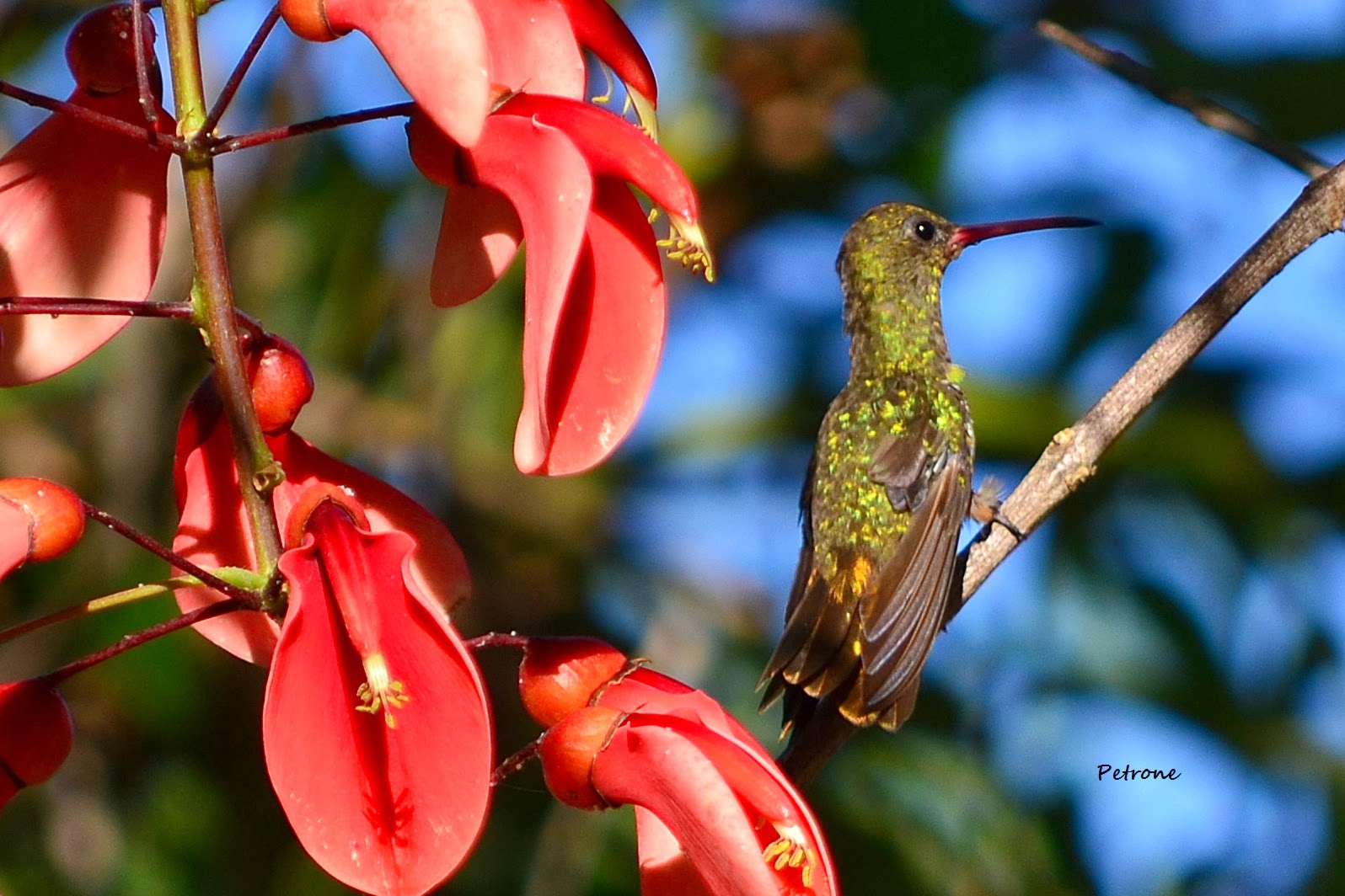 Aves de La Floresta: Picaflor bronceado