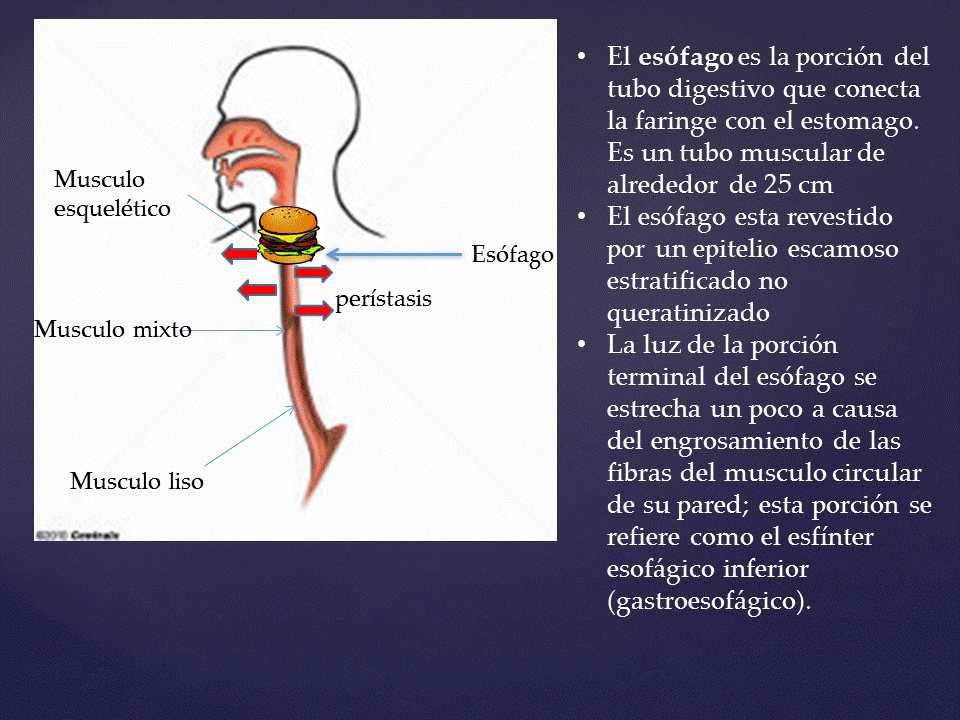 MI BLOG DE FISIOLOGIA: ESOFAGO