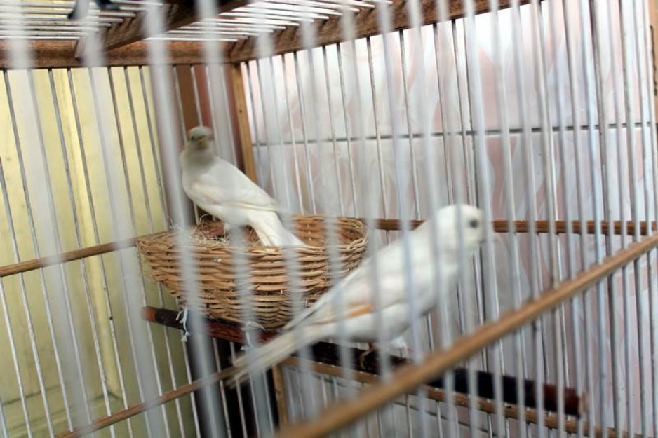 MASTERKICAU777: KENARI F1,F2,F3 YORKSHIRE