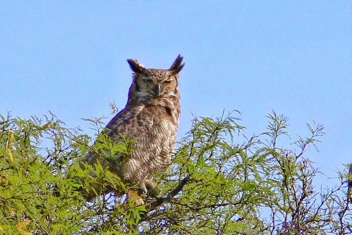 Los animales y su entorno: EL ÑACURUTÚ