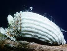 Insectos escama | Naturaleza asombrosa, maravillas naturales