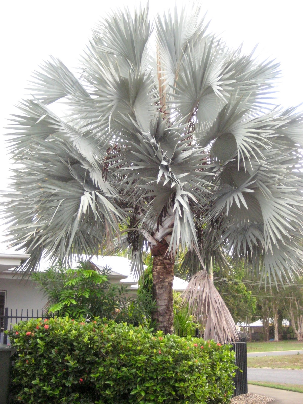 danger garden: A visit to Australia...