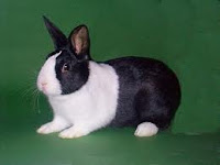 Ternak Kelinci: Kelinci Dutch