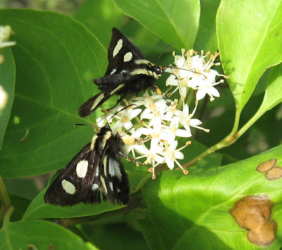Tangled Web: An Eclipse of Moths