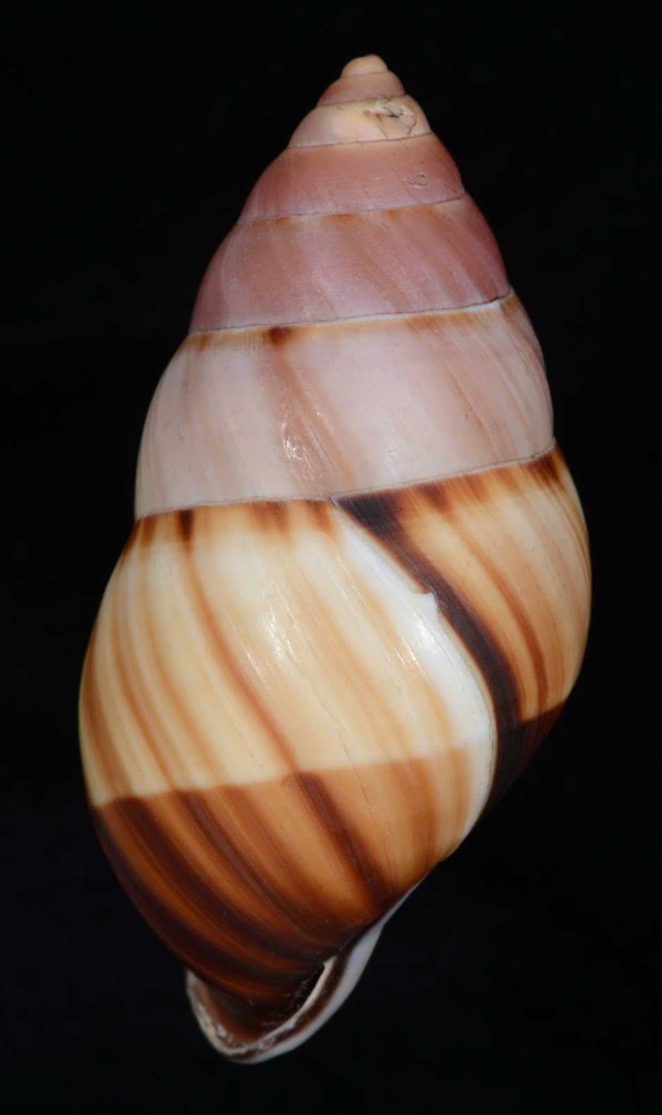 Dr. Lee's Gallery Museum: Amphidromus inversus annamiticus 51.78mm ...