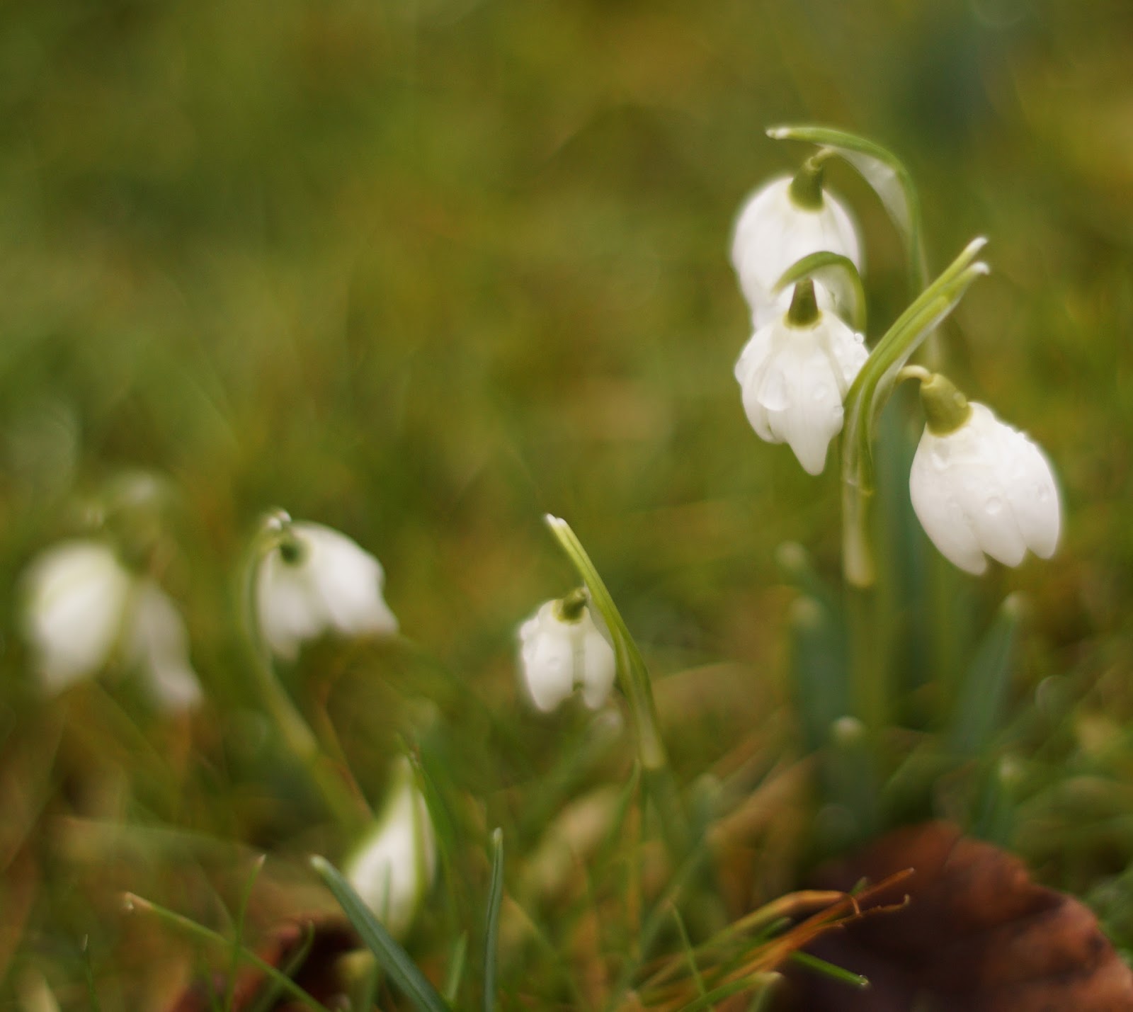 Snowdrops in bloom abundently - Sophie in the Sticks