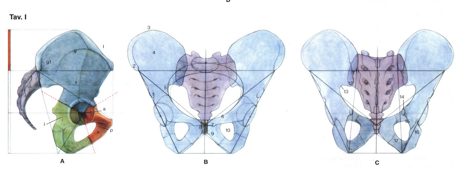 Foundation Figure: Day 3, pelvis