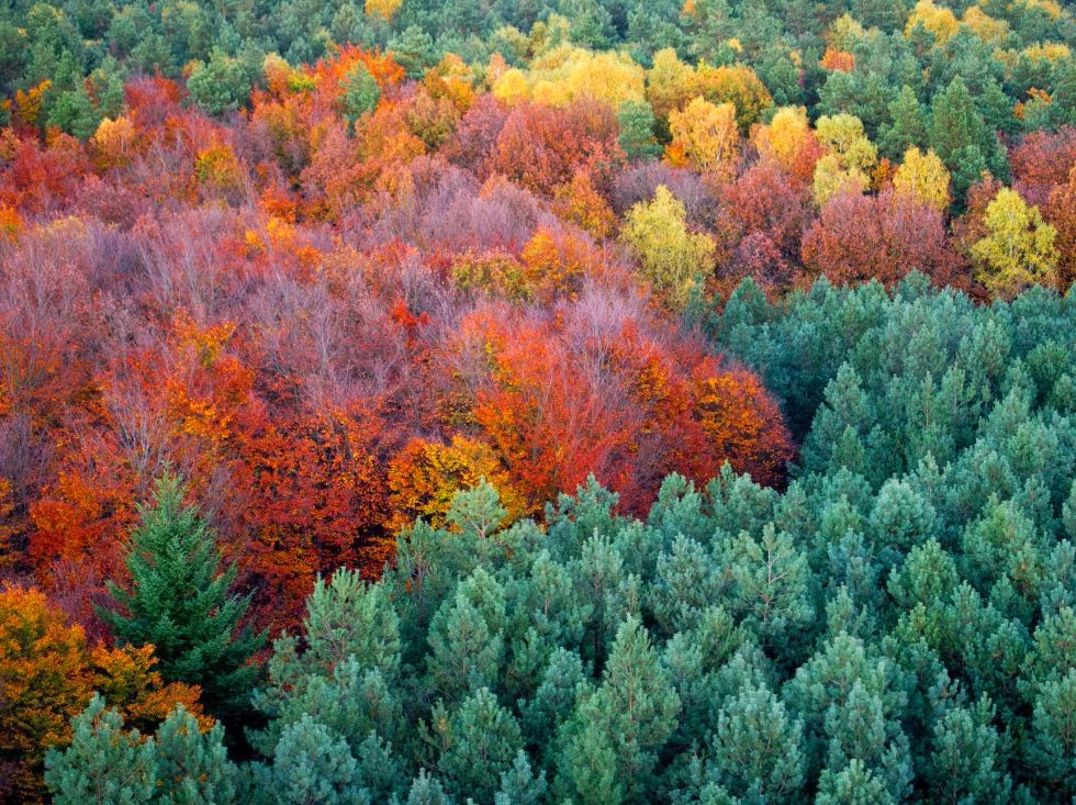 Un Mundo en Paz: Otoño en Europa