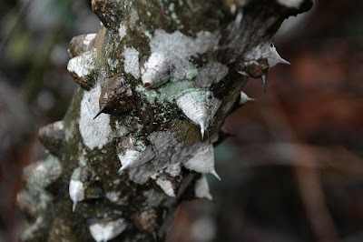 365 in Texas ~ 2014: Day 47 ~ Toothache Tree