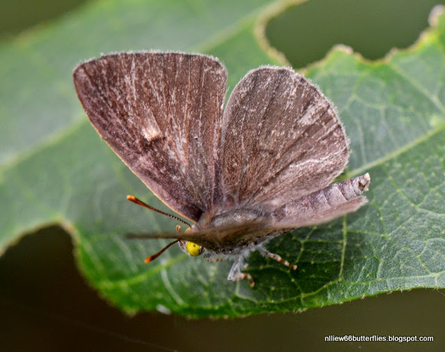 The Forested Path (and Beyond): BUTTERFLIES of RAUB: The Apefly ...
