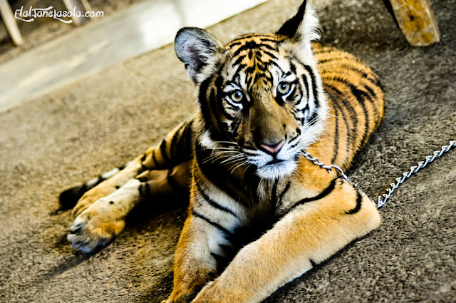 Elal Lasola Travel & Photography: Subic | Zoobic Safari