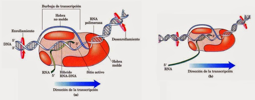 Transcripción en eucariotas | Apuntes de Bioquímica