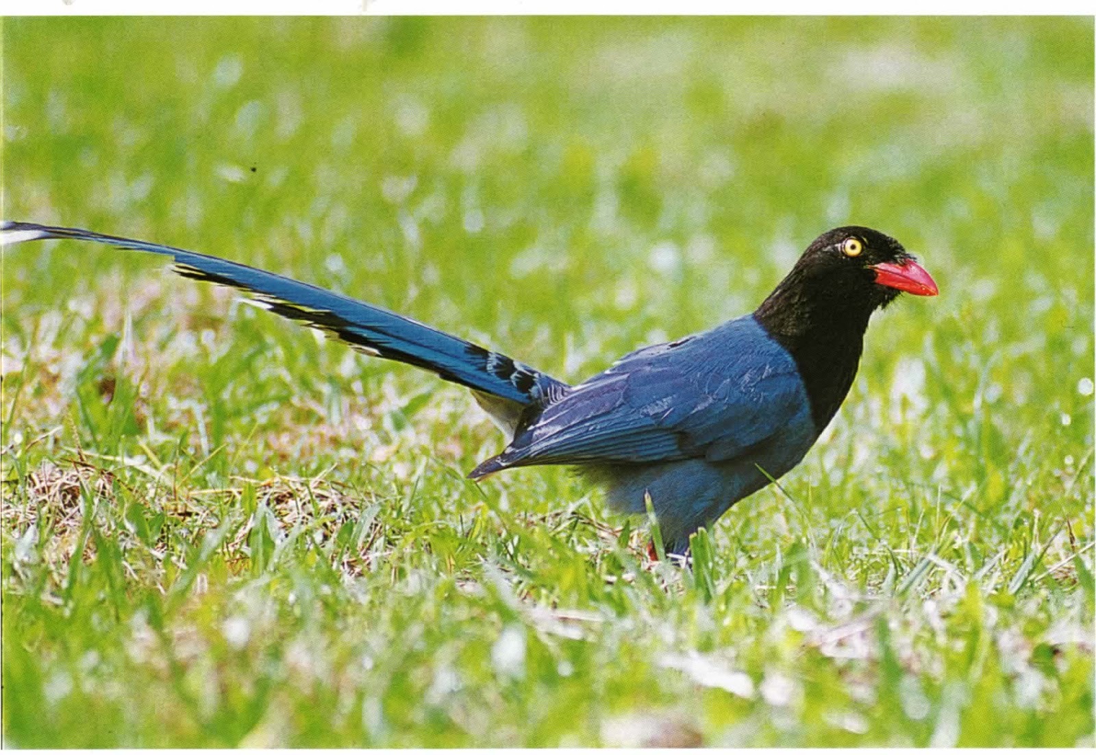 Échale Salivita!: Taiwan National Bird and company