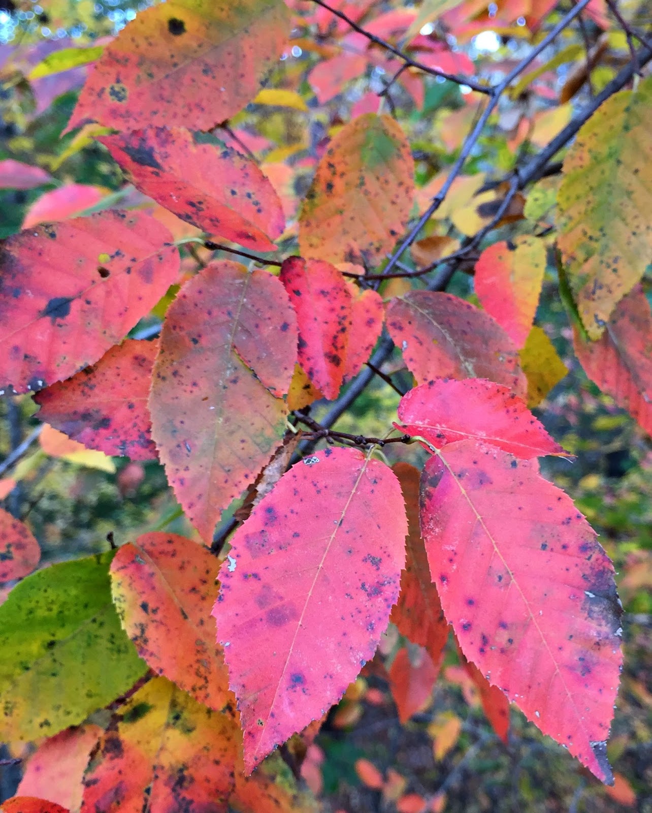 Using Georgia Native Plants: Small Trees with Good Fall Color