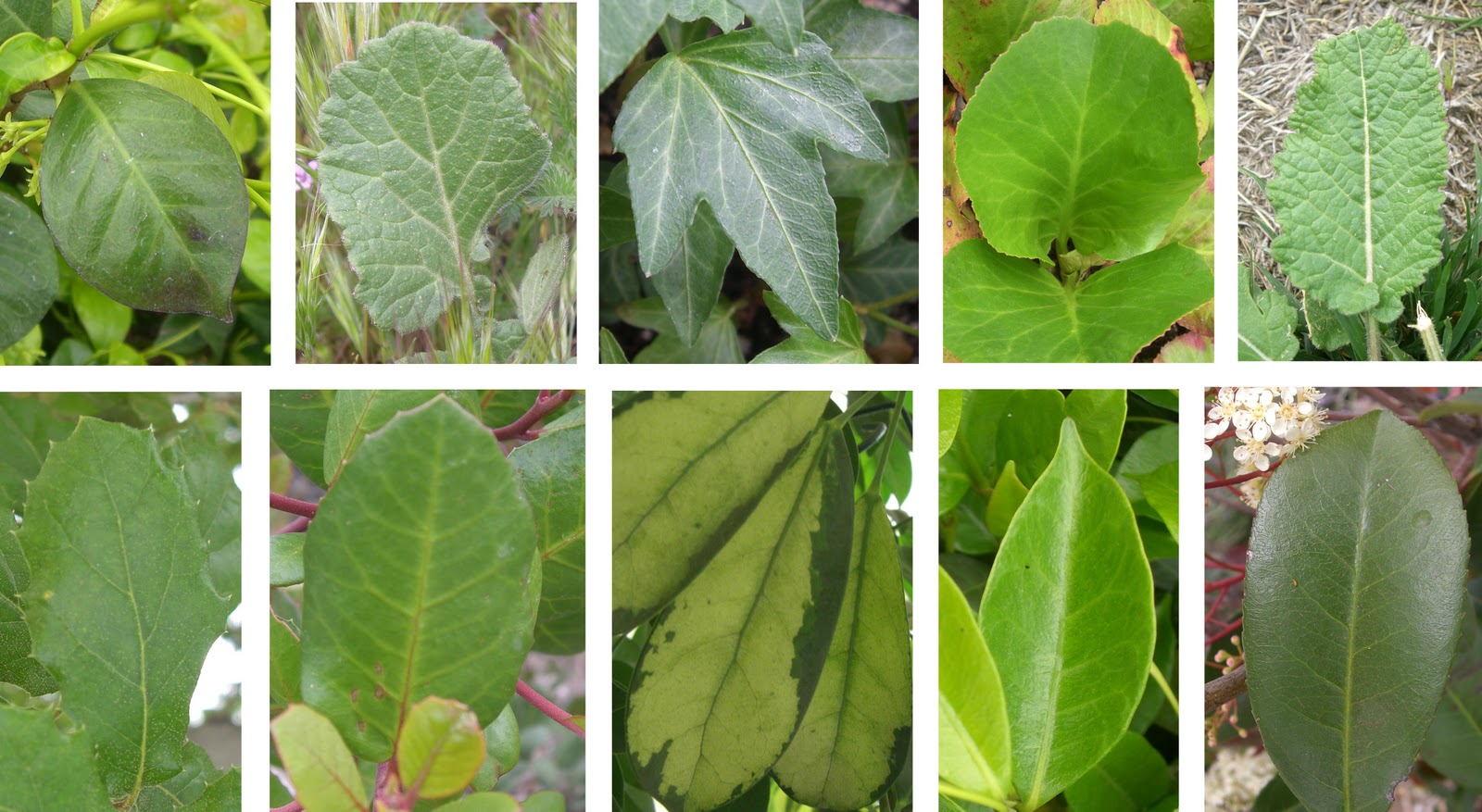 Biomimicry for Designers: The Pattern Lens