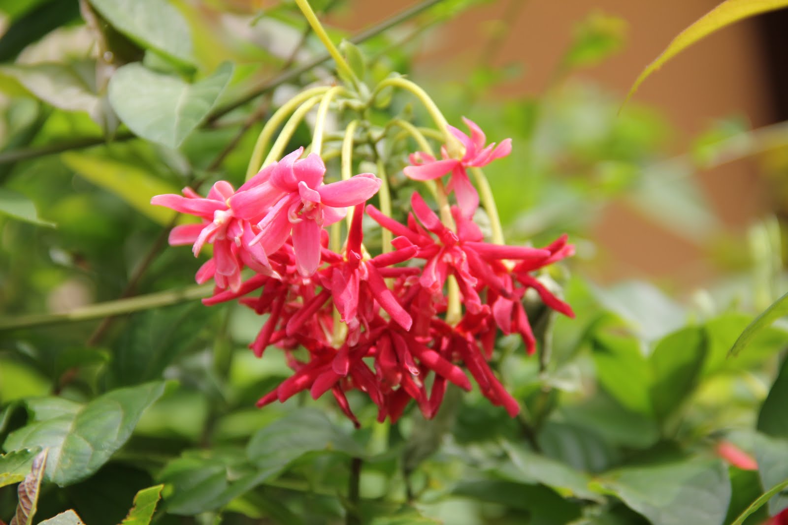 *Jiwa-Jawi Anak Terengganu*: Bunga Sundal Malam
